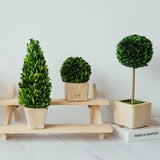 BOXWOOD WORLD Preserved Boxwood Ball Topiary for House Decor Potted ...