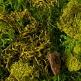 SuperMoss® Preserved Mixed Moss - Walmart.com