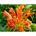 200 Orange Honeysuckle Seeds Vine Fragrant Lonicera cilosa Bush ...