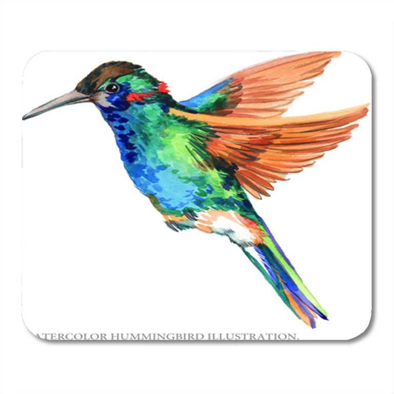 Hummingbird Flying Drawing