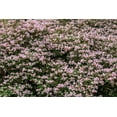 10 BEAUTY BUSH SHRUB Beautybush Kolkwitzia Amabilis Pink & White Flower ...
