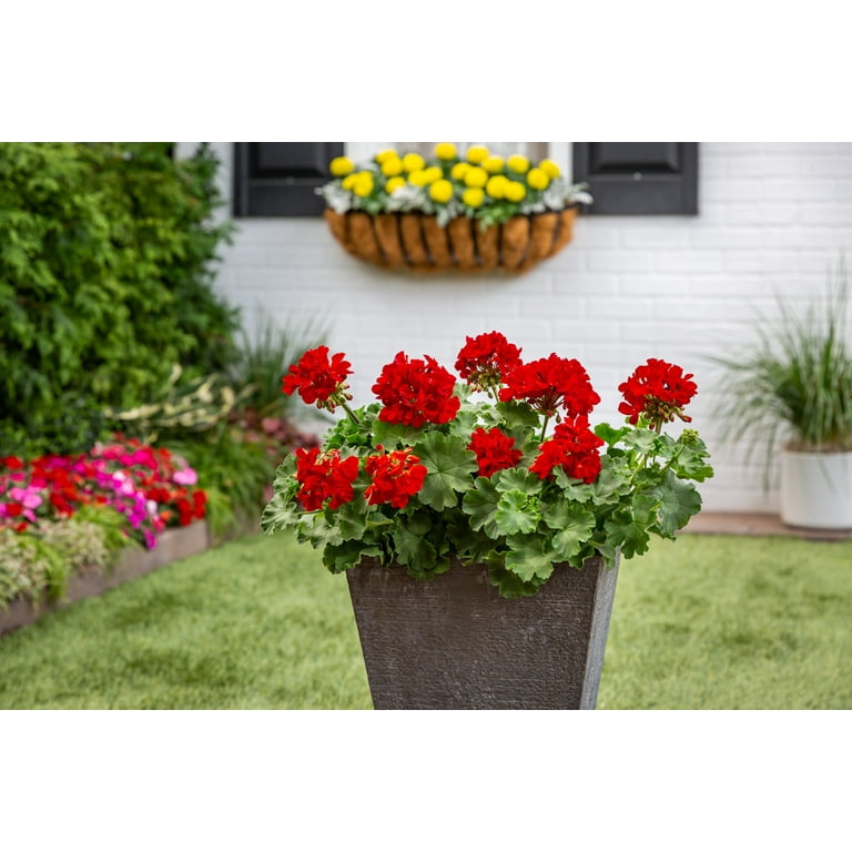Red Geranium Plant