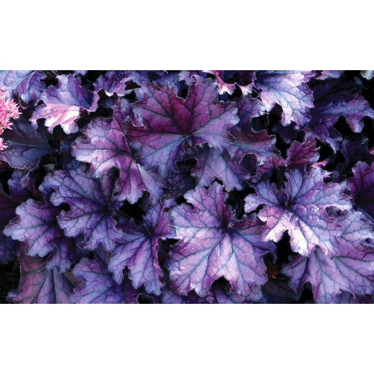 Primo Wild Rose Coral Bells (Heuchera) Deep Purple Foliage, 60% OFF