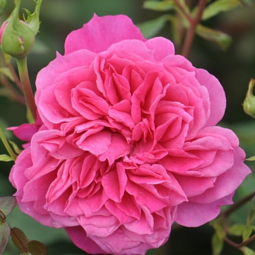 Fragrant Live Rose Plant - Fresh Heirloom Roses Portlandia‚Ñ ...