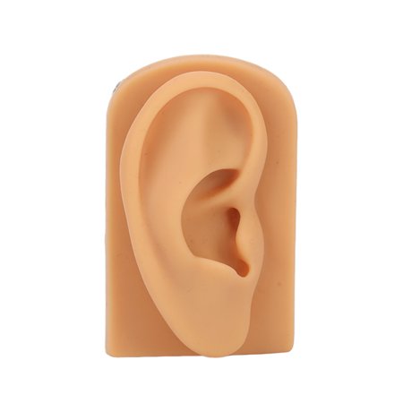 Silicone Right Ear Model, Fake Ear Model Waterproof Clear Structure ...