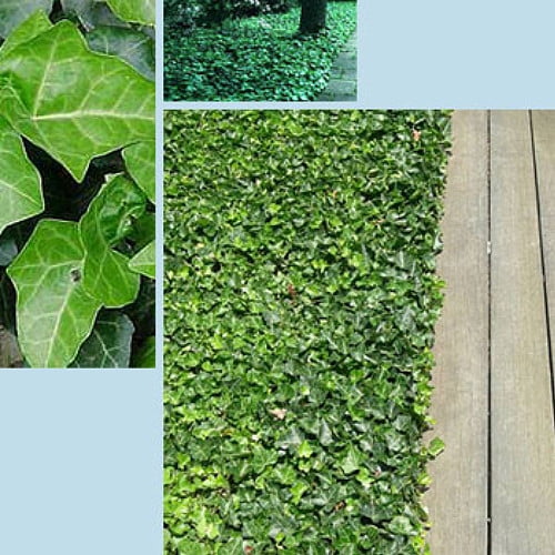 English Ivy Ground Cover