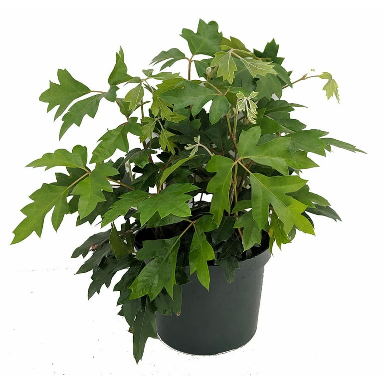 Grape Ivy Cissus Rhombifolia