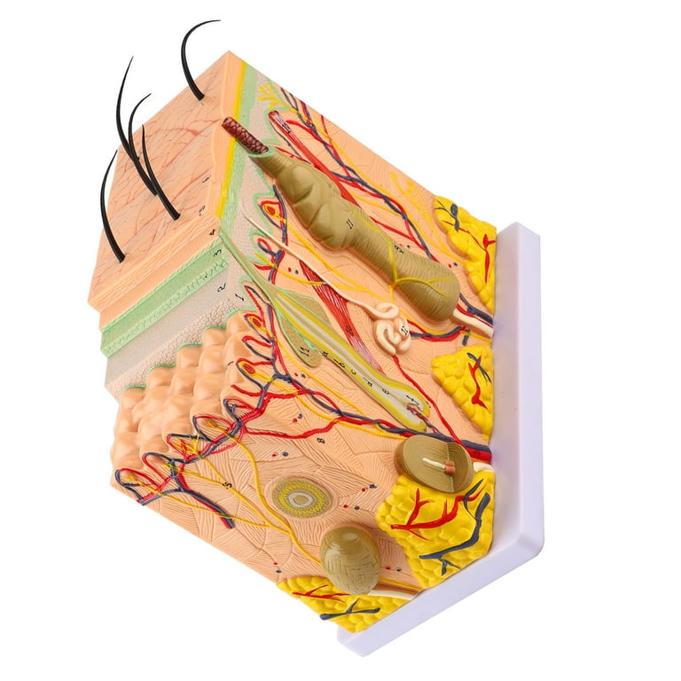 Skin Anatomy Model
