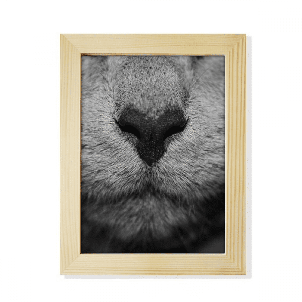 Animal Cat Photograph Shoot Picture Desktop Adorn Photo Frame Display ...