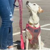 Packed Party Confetti Dog Harness, Pink, Small (10-20 lbs) - Walmart.com