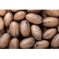 CZ Grain - 6 Fresh Pecan Tree Seeds for Planting, Carya illinoinensis ...