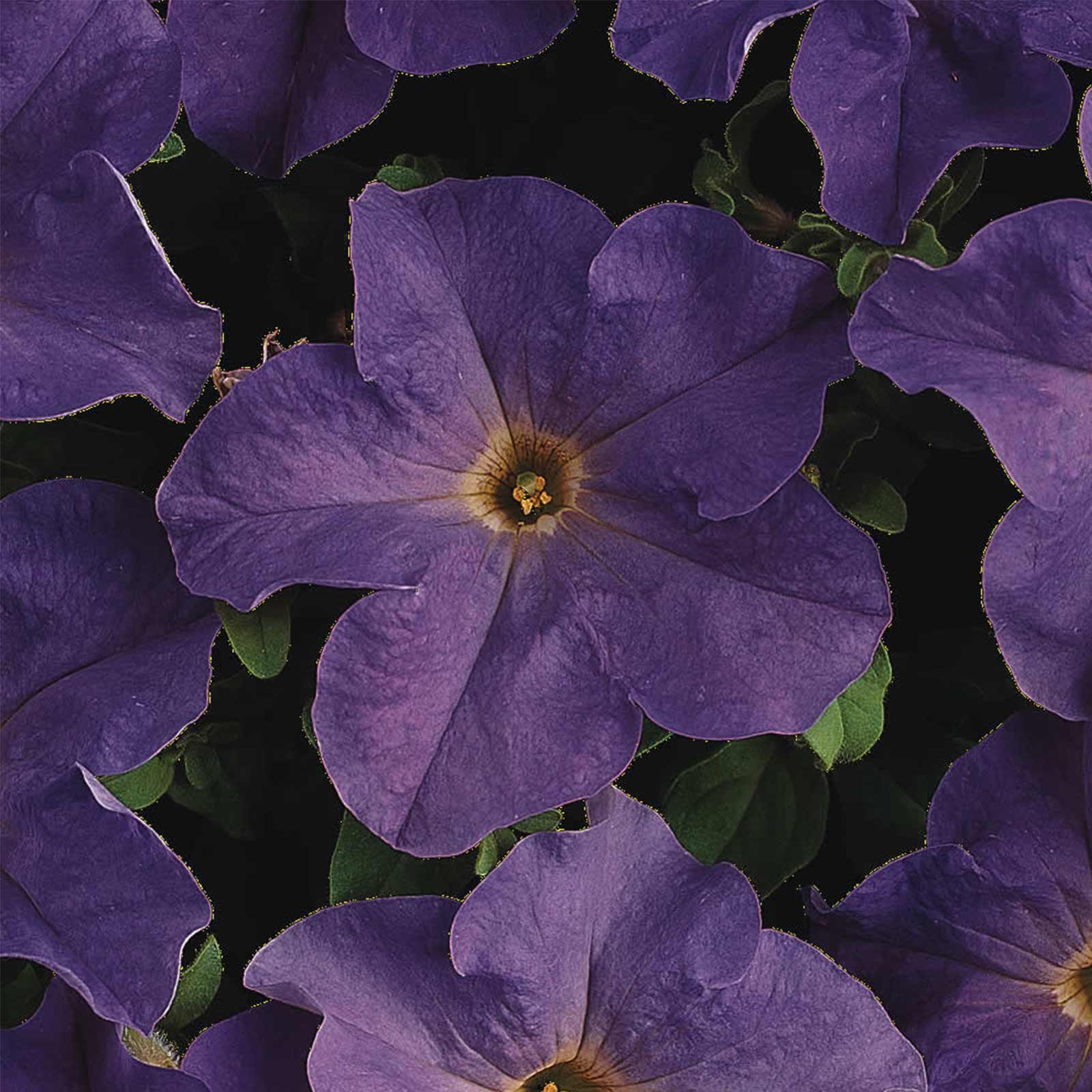 Petunia - Hulahoop Series Flower Garden Seed - 1000 Pelleted Seeds ...