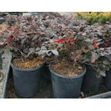 Daruma Dwarf Loropetalum, Evergreen Low Maintenance Flowering Shrub ...
