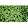 CZ Grain Duckweed Live Plants, Aquatic Plant for Aquarium, Ponds, Koi ...
