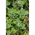 300 FENUGREEK Trigonella Foenum Graecum Herb Flower Seeds - Walmart.com