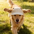 Baseball Cap Summer Beach Hat Cat Sunbonnet Cap With Ear Holes ...