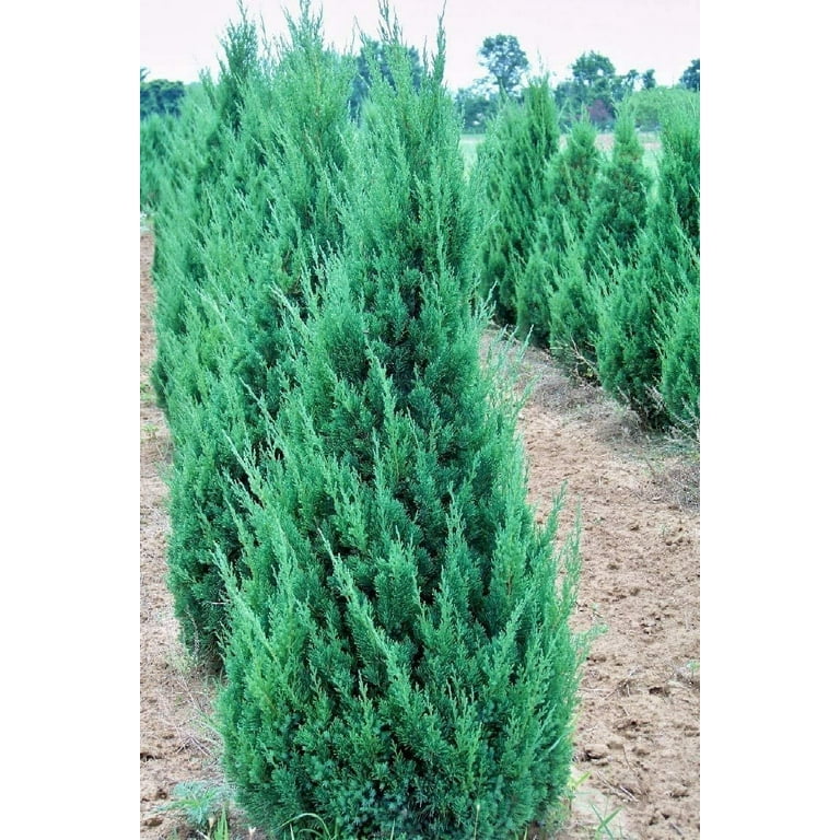 Dwarf Blue Point Juniper Buy Juniperus Communis 'Compressa'Pencil
