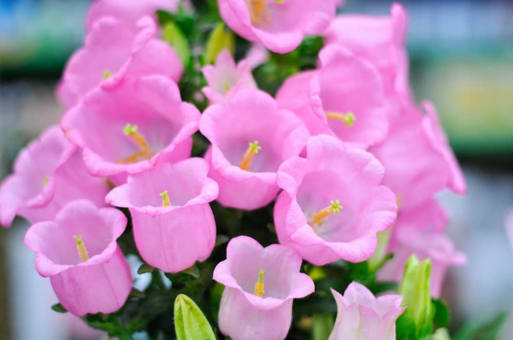 Pink Bellflower Seeds for Planting (50 Seeds) - Campanula Medium ...