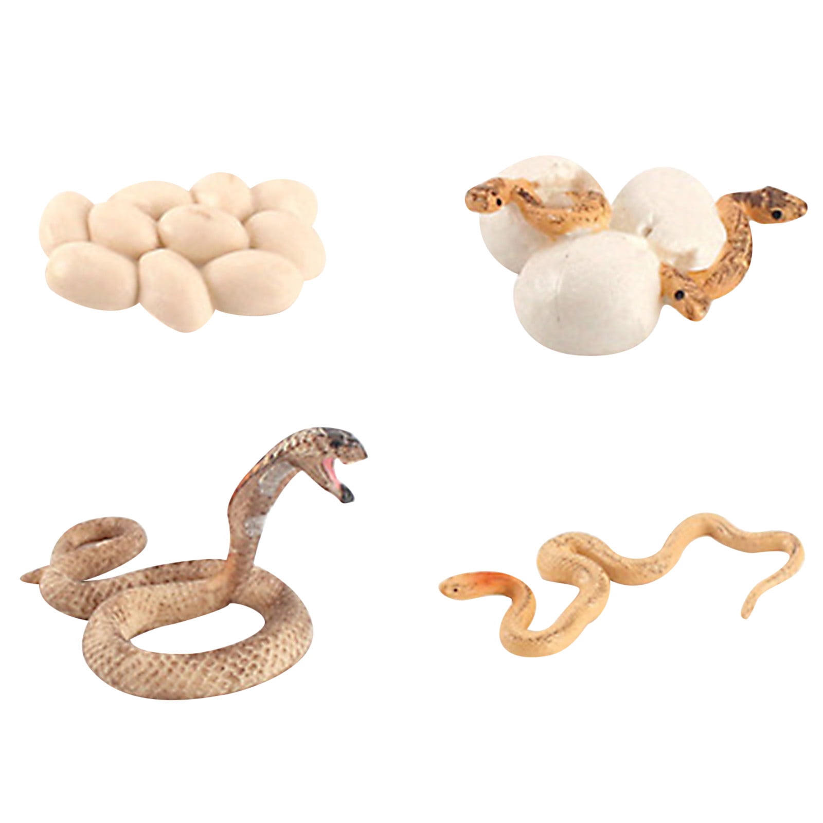 Snake Life Cycle