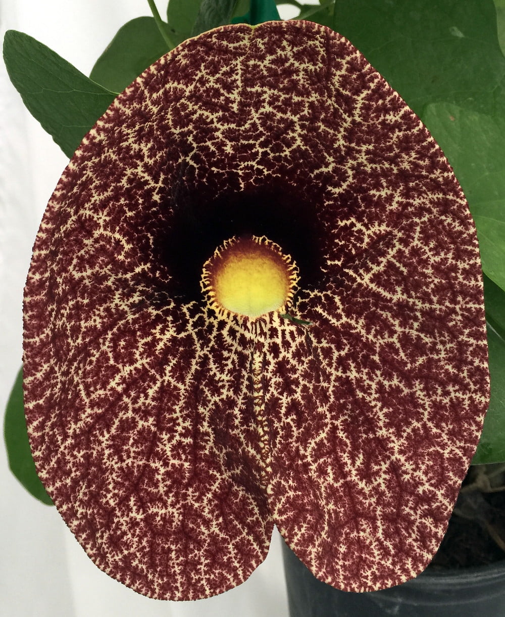 Rare Giant Tropical Dutchman's Pipe Vine Plant - Aristolochia - 4" Pot ...