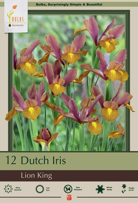Lion King Dutch Iris 12 Bulbs - Multiply Rapidly - NEW - 8/9 cm Bulbs ...