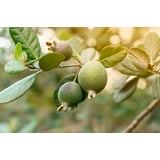 10 * Seeds PINEAPPLE GUAVA Fruit Acca Guavasteen Brazilian or Fig Guava ...