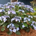Endless Summer Pop Star Reblooming Hydrangea Live Shrub in 2-Gallon ...