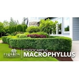 Podocarpus Macrophyllus 1 Extra Large 3 Gallon Plant Japanese Yew Low ...
