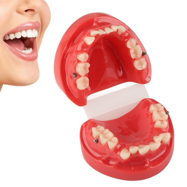 Teeth Typodonts Model, Resin Reverse Jaw Display Teaching Tool Teeth ...