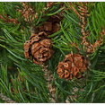 Pinon Pine | Tree Seed Grow Kit | The Jonsteen Company - Walmart.com
