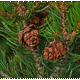 Pinon Pine | Tree Seed Grow Kit | The Jonsteen Company - Walmart.com