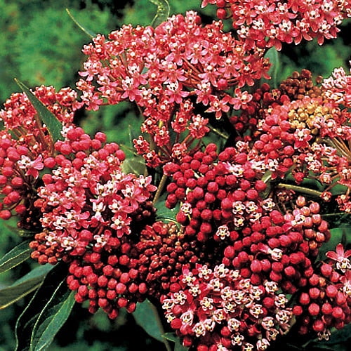 Cinderella Butterfly Flower Perennial - Asclepias - Live Plant - Gallon ...