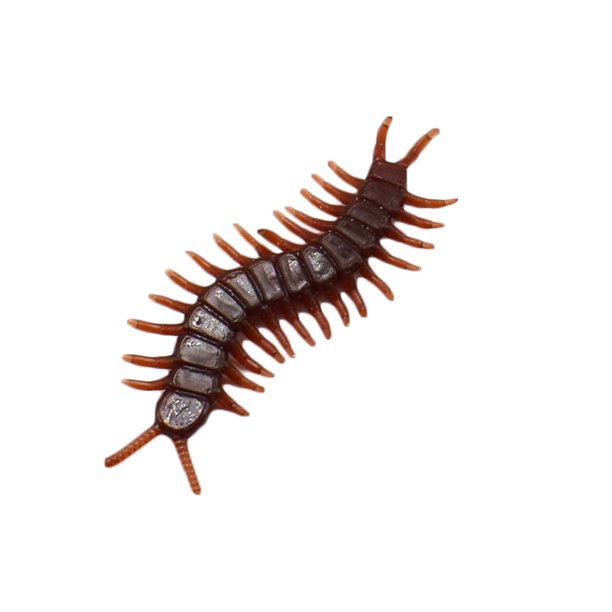 Centipede