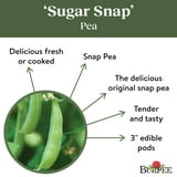 Burpee Sugar Snap Pea Seeds - Non-GMO, Snap Pea, Vegetable Gardening ...