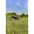 Flextone Hunting Turkey Decoy Thunder Chick Feeder Hen Hunting ...