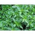 Peppermint Great Garden Herb 4,000 Seeds By Seed Kingdom - Walmart.com
