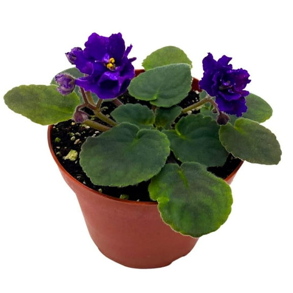 Harmony Foliage African Violet Smokey Moon 4 inch Gesneriad - Walmart.com