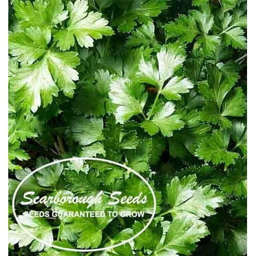 Maverick F1 Series Geranium Flower Garden Seeds - Quicksilver - 100 ...