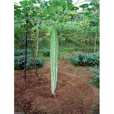 10 Snake gourd Seeds- Buag Ngu, Naga Green&white striped fruit,Grows 12 ...