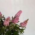 Butterfly Candy Lil' Taffy Butterfly Bush (1.5 Gallon) Pink Flowering ...