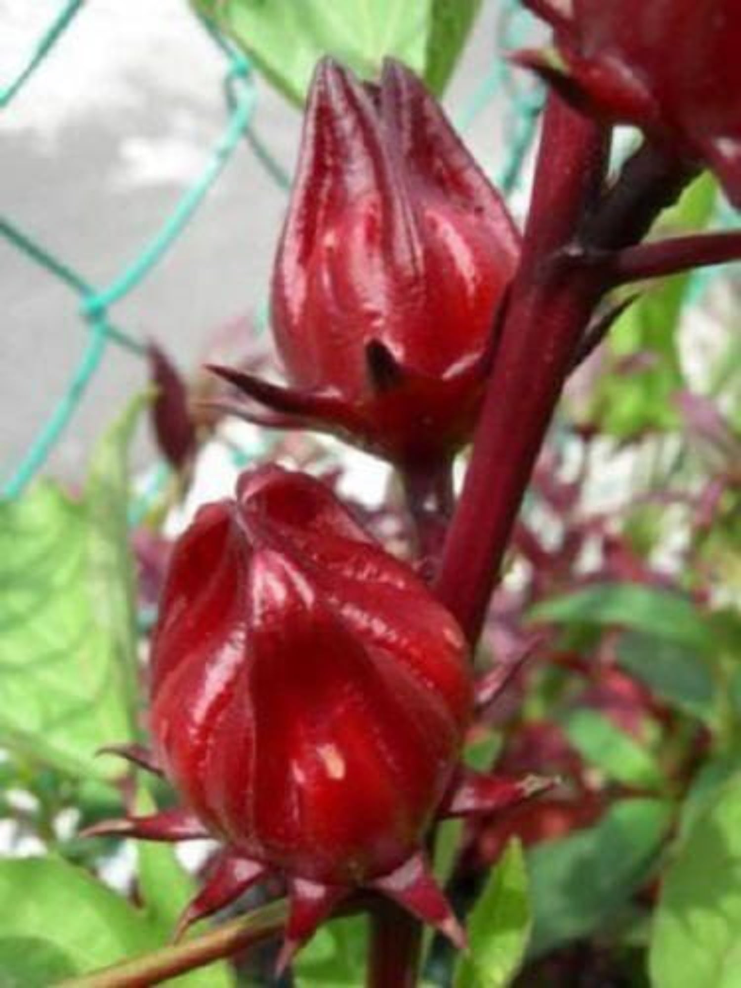 Rosella Plant