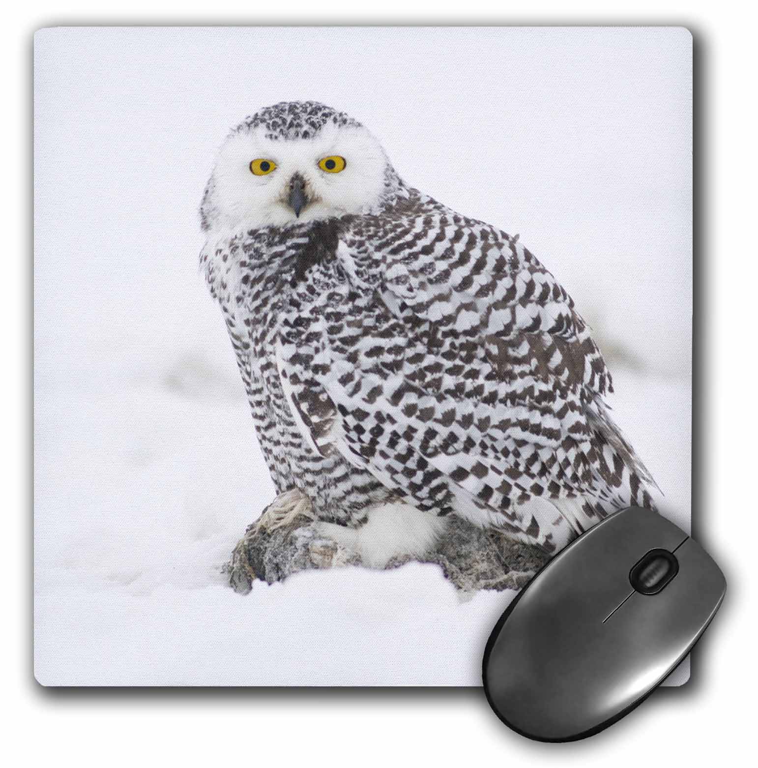 3dRose Alaska, 1002 Coastal Plain, ANWR, snowy owl - US02 SKA4766 ...