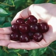 Juliet Dwarf Bush Cherry Dormant Bare Root Fruiting Starter Plant (1 ...