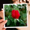 3drose, Rosebud After the Rain, Red Rose Bud Glistening in the ...