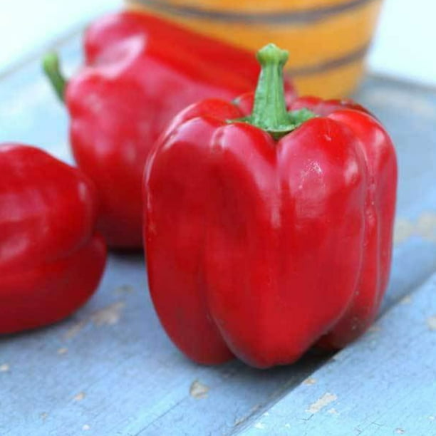 Yolo Wonder Pepper Seeds - 1 OZ ~3,360 Seeds - Heirloom, Open ...