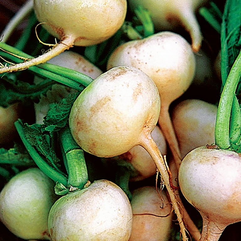 White Globe Radish