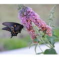 100 MIXED Colors Outdoor Butterfly Bush Buddleia Davidii Flower Shrub ...