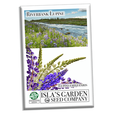 Honey Select Yellow Sweet Corn Seeds for Planting, 50+ Heirloom Seeds ...