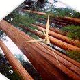 3drose, Usa, California, Sierra Nevada. Sequoia Redwood Trees in the ...