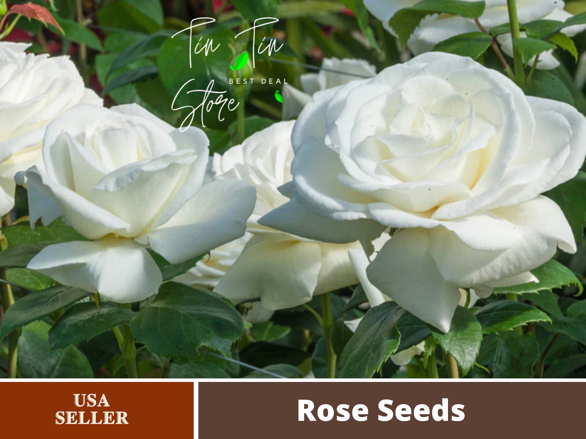 30 Seeds| Sugar Moon Rose Bush Flower Seeds#1046 | Seeds, Herbal Seeds ...